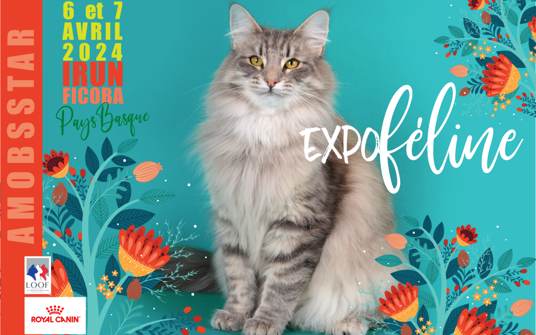 XVII Edición de la Exposición Internacional Felina en Ficoba: descubre ... XVII Edición de la Exposición Internacional Felina en Ficoba: descubre ...